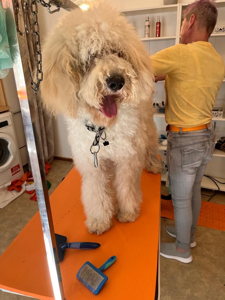 Kreative Hundefrisuren im Salon Hunds-Dog in Bischofshofen